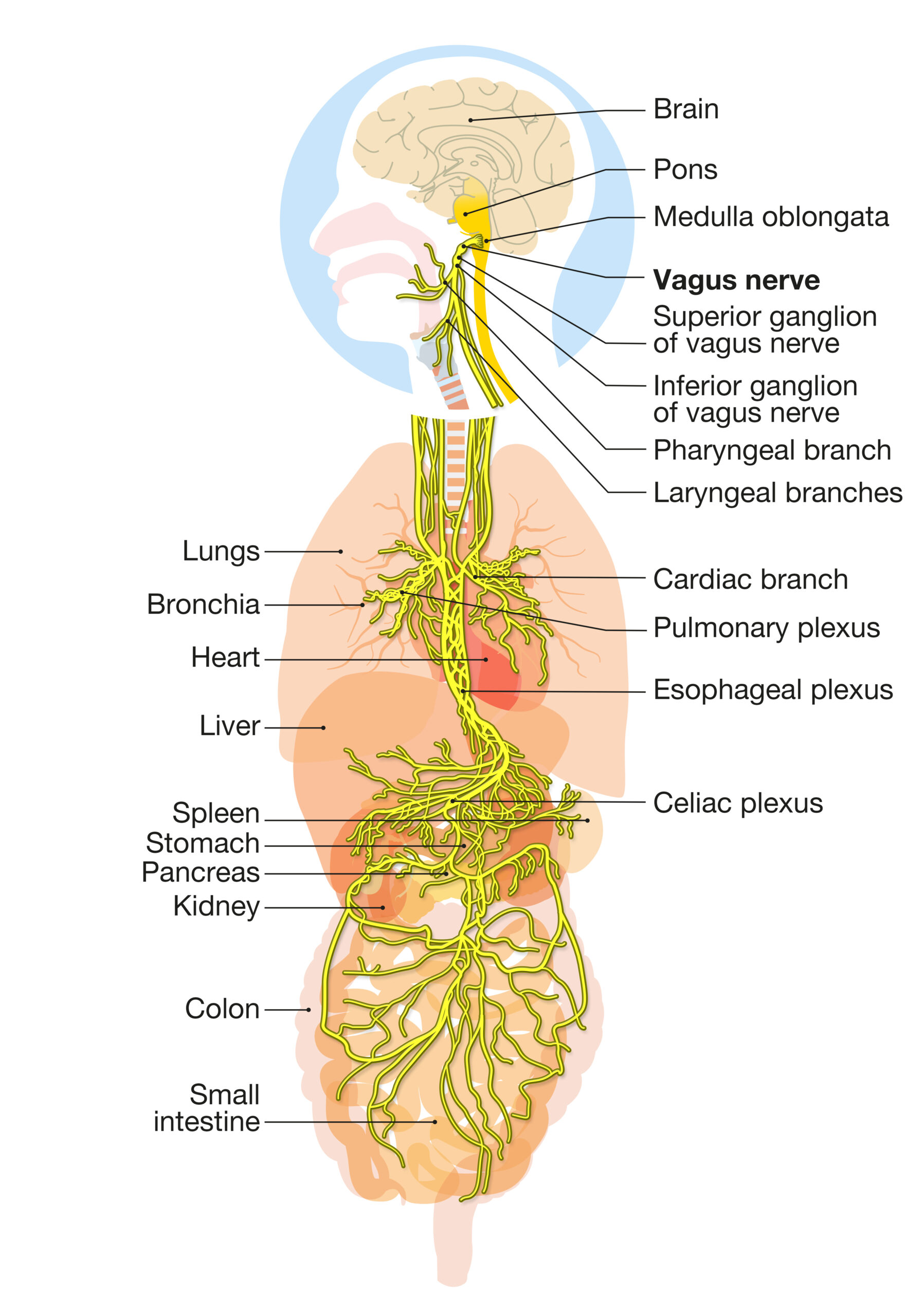Zen Earbuds Vagus Nerve At Nicholas Ramsey Blog Zen Earbuds Vagus Nerve At Nicholas Ramsey Blog