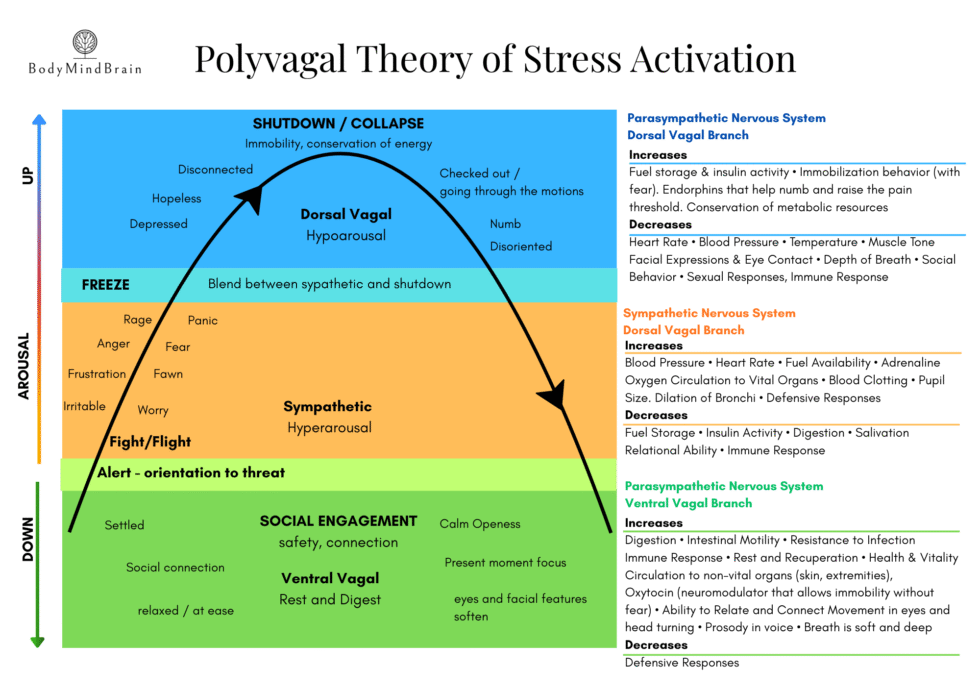Polyvagal Theory for Stress and Performance - BodyMindBrain